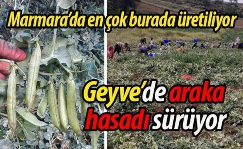 Geyve Karacaören’de araka hasadı başladı. – Geyve Medya